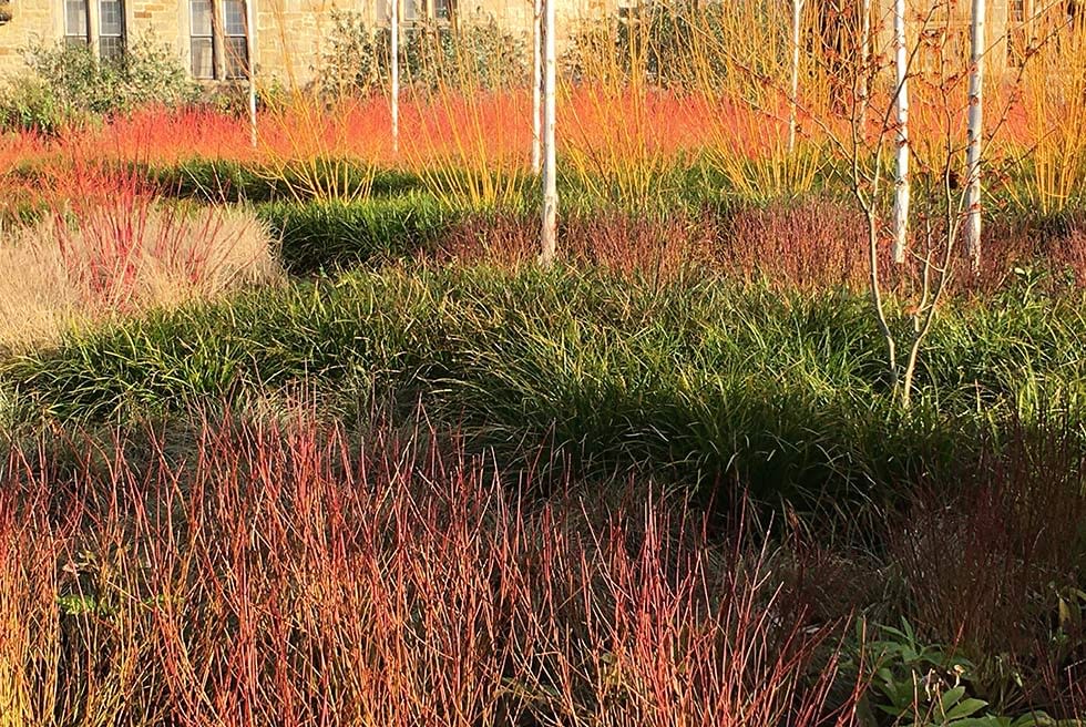 Garden design; planting for winter interest. - Claire Winchester